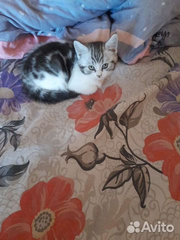 Шотланский котенок