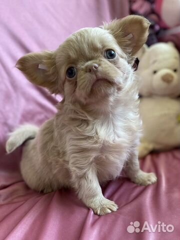 Розочка -розовое чудо