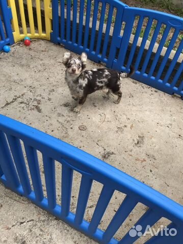 Чихуахуа Вова -шоколадный Мерле