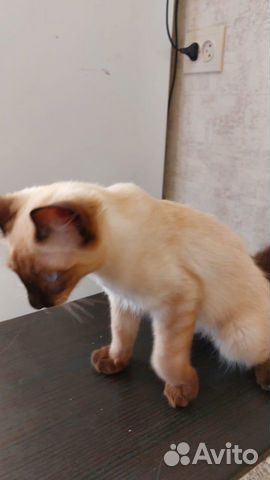 Сиамский королевской породы котёнок девочка