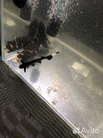 Сиамские сомики (касатки)