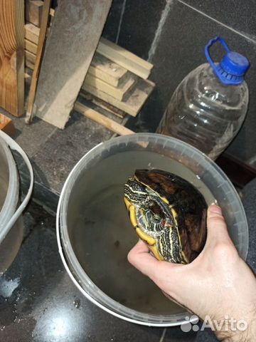 Две красноухие черепахи