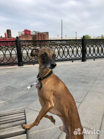 Левретка. Кобель. Вязка