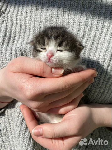 Отдам в добрые руки котёнка, девочка