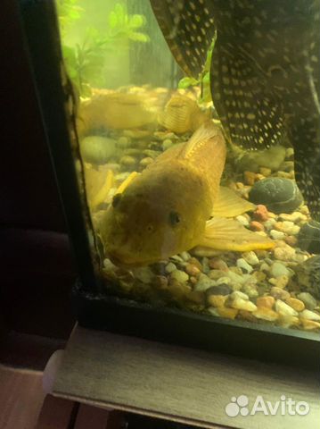 Рыба сом анциструс