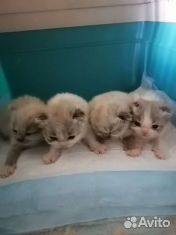 Котята Рэгдолл 1 мес