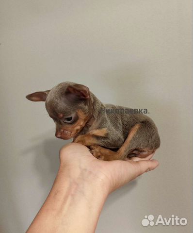 Русский той-терьер щенки