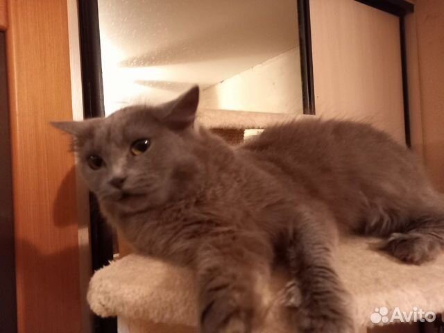 Бездомная кошка породы небелунга