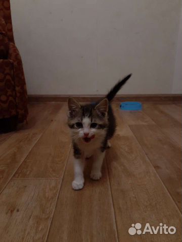 Котенок
