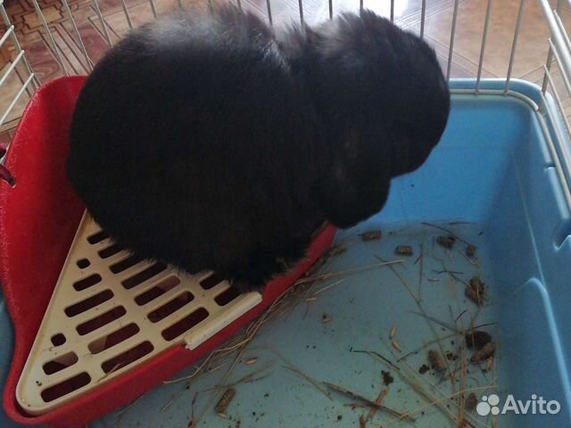 Декоративный кролик