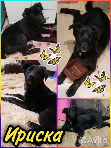Милая девочка Ириска ищет любящих хозяев