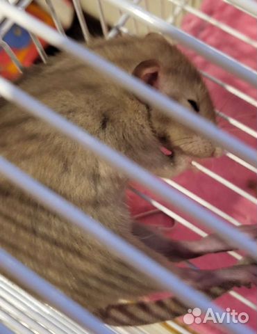 Отдаем двух крыс с клеткой в добрые руки