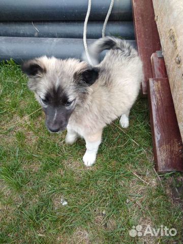 Милые щенушки