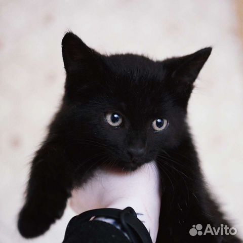 Маленькие черные комочки в дар