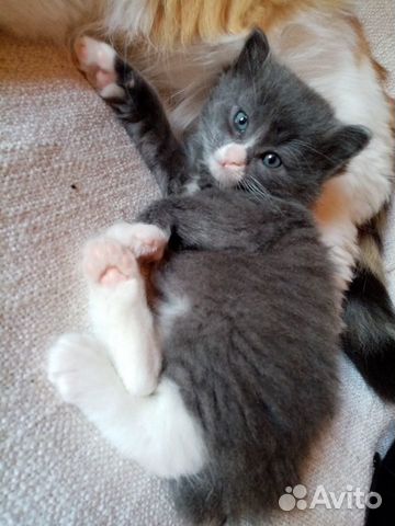 Котенок курильского бобтейла