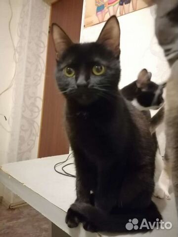 Кошка в добрые руки