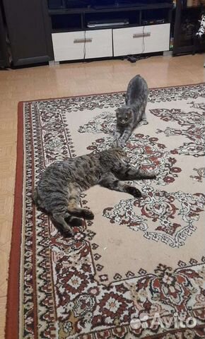 Отдам котят в добрые руки