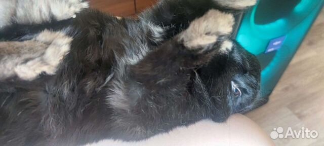 Декоративные кролики