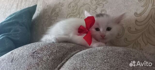 Турецкая ангора