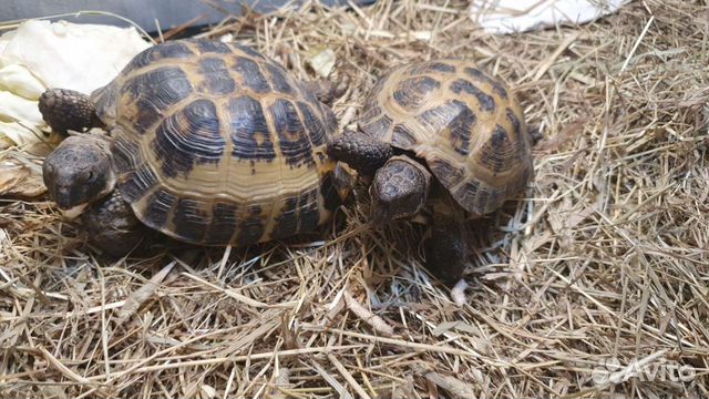 Черепаха сухопутная