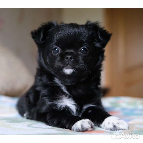 Щенки чихуахуа девочки