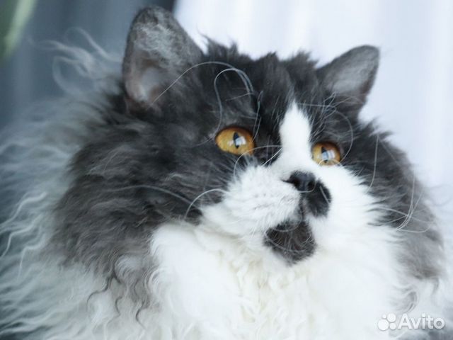 Селкирк-рекс чёрный дым