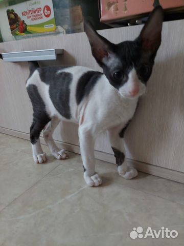 Кудрявые котята