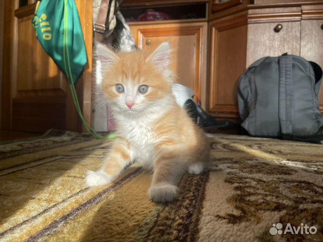 Домашние животные бесплатно кошки