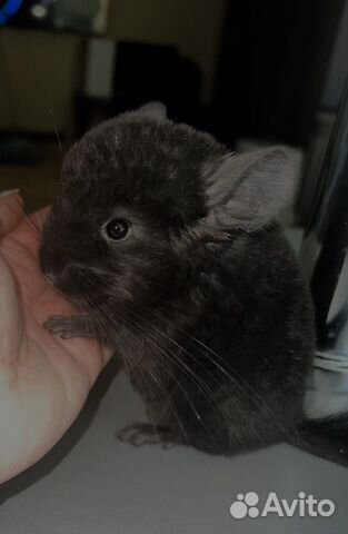 Британская шиншилла