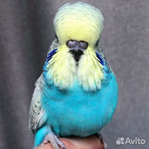 Ввп чех выставочный волнистый попугай птенец