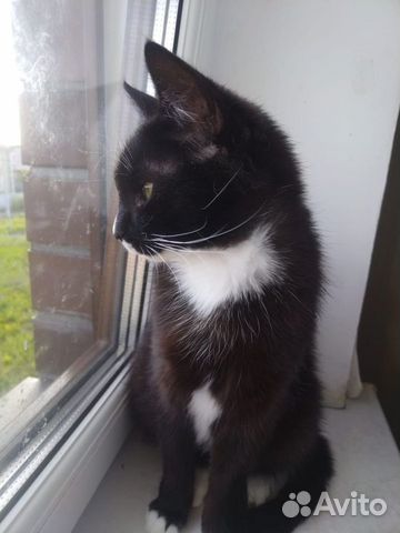 Черный котенок