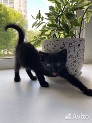Котенок черный. 1,5 мес. Внимательный