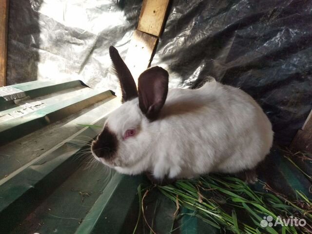 Калифорнийские кролики
