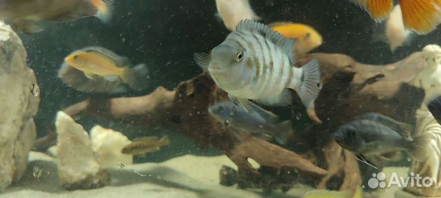 Аквариумные рыбки цена за все 12шт