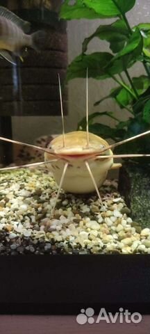 Сом клариус