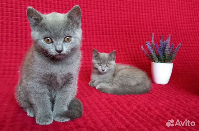 Шотландские котята (Девочки, 2 месяца)