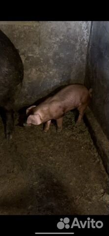 Чистокровные дюрки