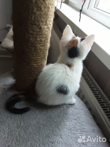 Кошечка-талисман удачи