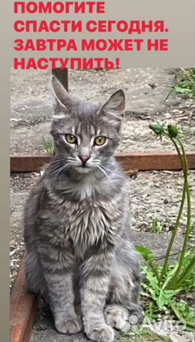 Котёнок
