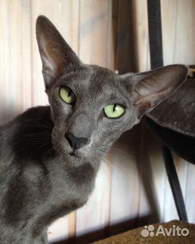 Ориентальная девочка Вакса