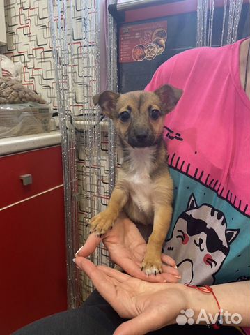 Щенок породы Джек Чи