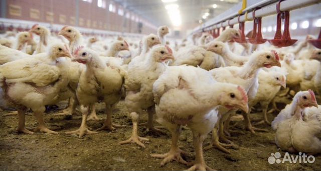 Бройлер живок