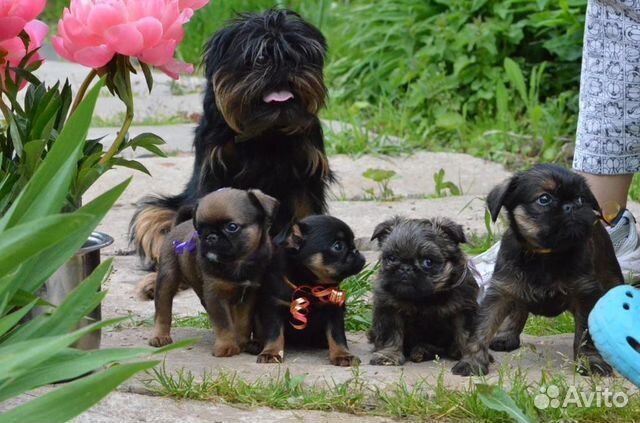 Щенки гриффона