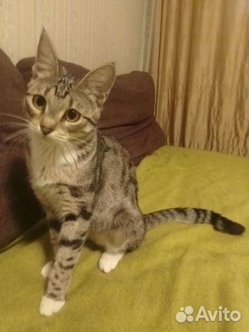 Котёночек в хорошие руки