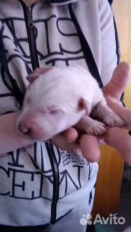 Швейцарская овчарка