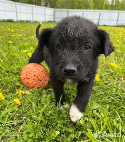 Без малыша Фантика Вам не прожить