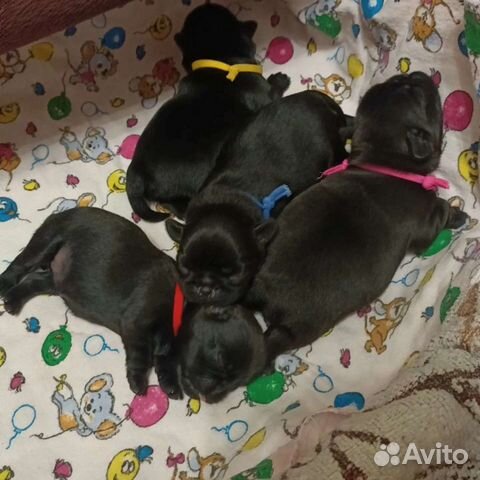 Собака пти брабансон