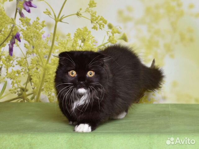 Скоттиш килт фолд