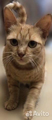 Горошинка ищет дом