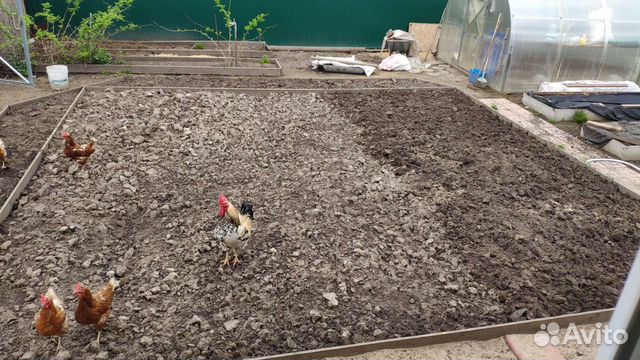 Куры петухи